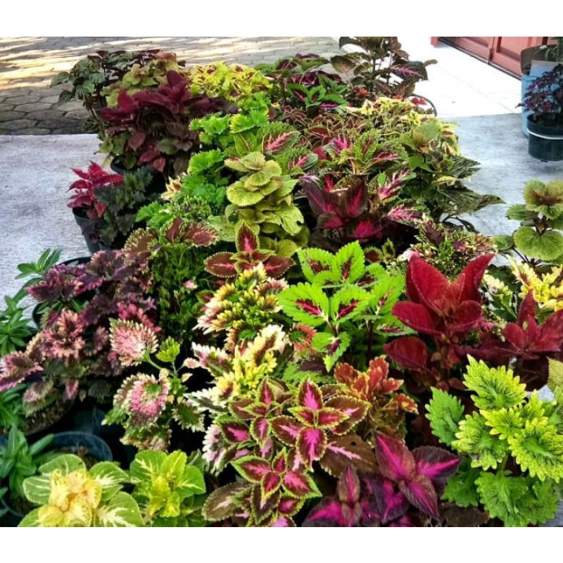 Jual tanaman miana 8 jenis warna yang sudah berakar tanaman outdoor ...