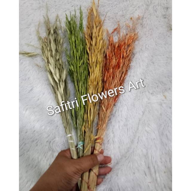 Jual padi- padian / Dried Flowers / Botanilal / rustic / Bubga kering ...