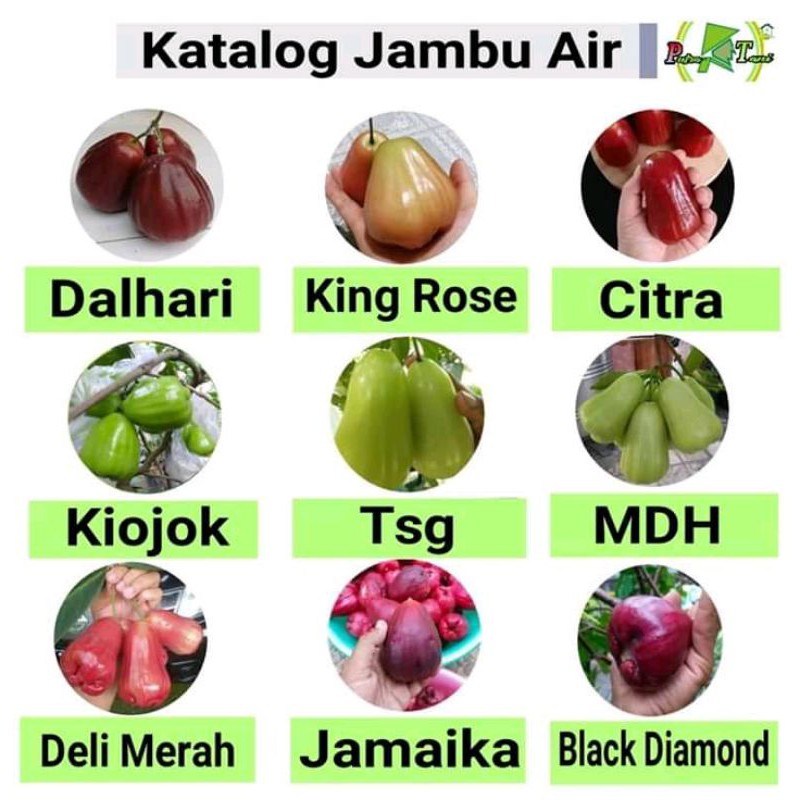 Jual PAKET HEMAT BIBIT BUAH JAMBU AIR 100RB DAPAT 3 BIBIT | Shopee ... Jual PAKET HEMAT BIBIT BUAH JAMBU AIR 100RB DAPAT 3 BIBIT | Shopee ...