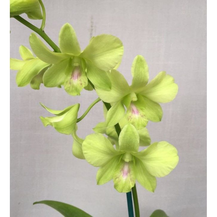 Jual Tanaman hias anggrek dendrobium bunga olive green / anggrek ...