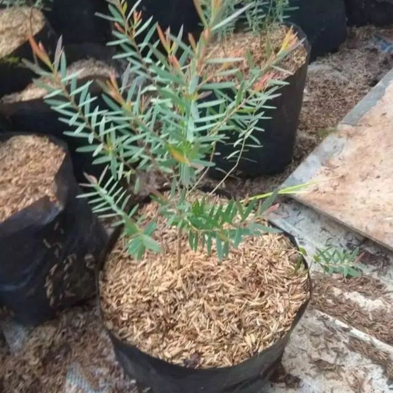 Jual Pohon Kayu Putih Tanaman Herbal Bibit Pohon Minyak Kayu Putih / Telon | Shopee Indonesia