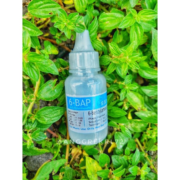 Jual Hormon 6 BAP Biru (Penumbuh Tunas Anggrek) | Shopee Indonesia