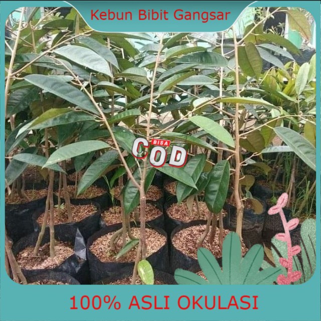Jual Bibit durian duri hitam kaki 3 - durian ochee | Shopee Indonesia