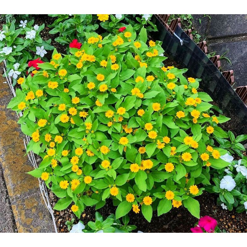 Jual Bunga matahari mini / kolget/ melampodium divaricatum | Shopee ...