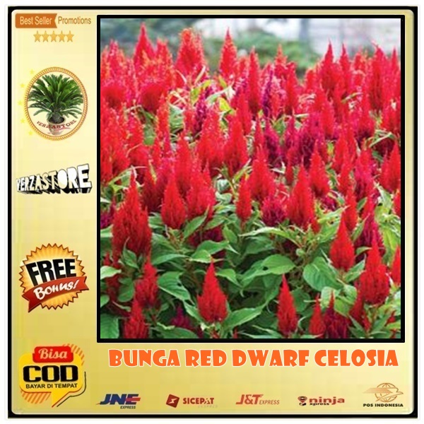 Jual Biji benih bunga celosia plumosa merah /20 biji | Shopee Indonesia