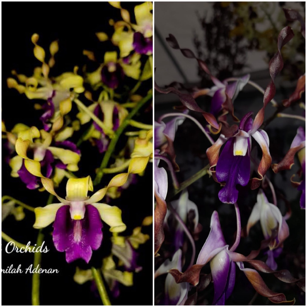 Jual Remaja Anggrek Dendrobium Jamillah Adenan x Lasianthera Sepik Blue ...