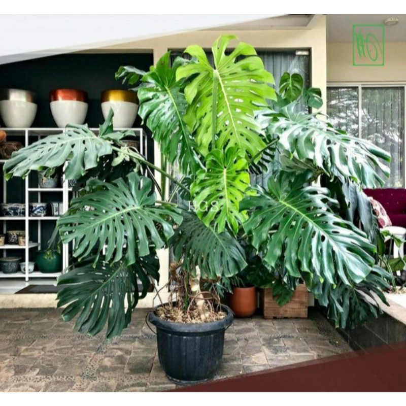 Jual Monstera King Tanaman Hias Philodendron | Shopee Indonesia