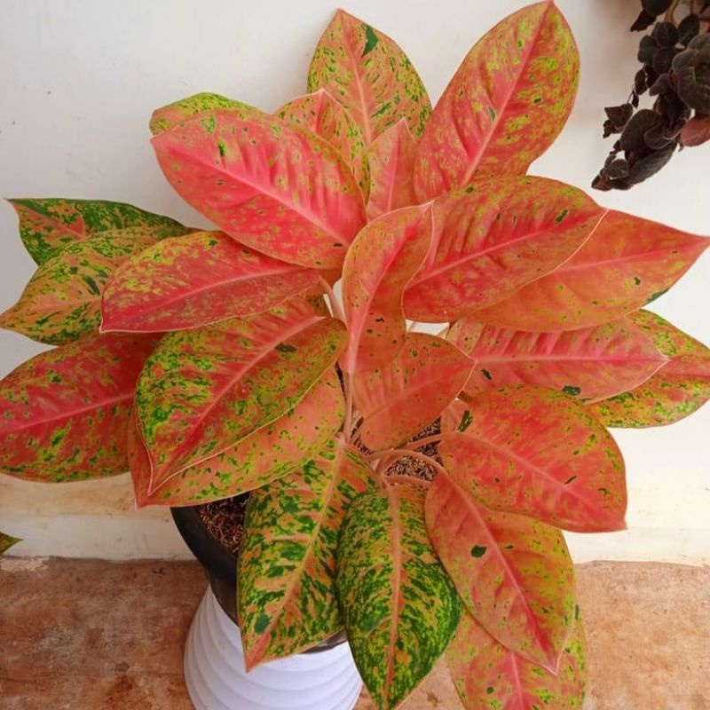 Jual Aglaonema big roy mutasi / Aglonema big roy florist nursery ...