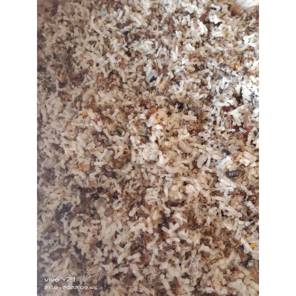 Jual makanan burung KROTO SUPER-1/2ons | Shopee Indonesia