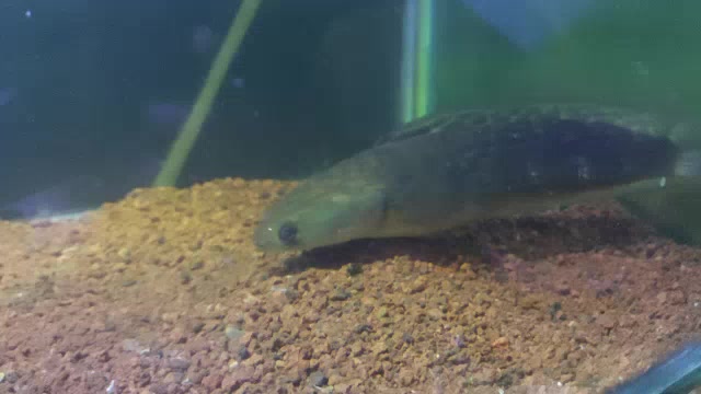 Jual ANPRAQUATIC - CHANNA MARU RED BARITO JUMBO FULL BUNGA CHANA ...