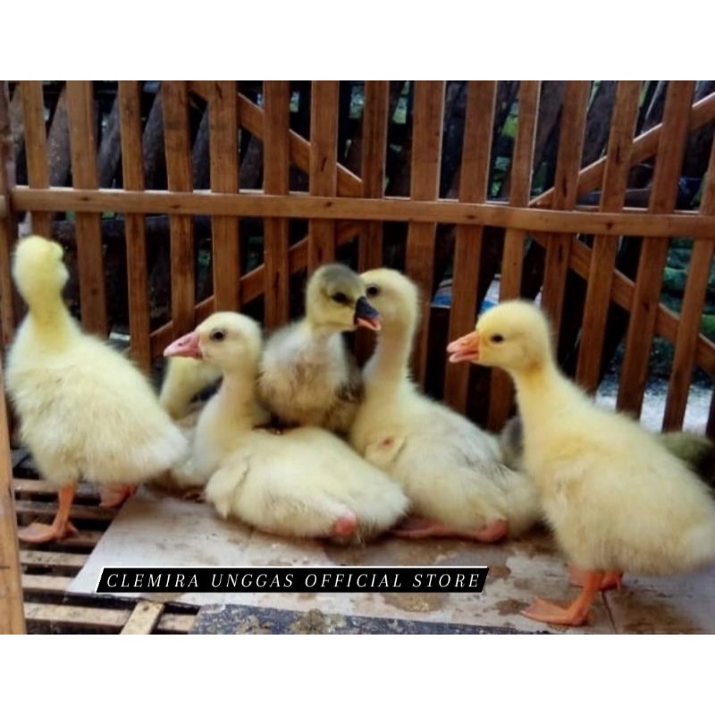 Jual Bebek Soang atau Angsa | Shopee Indonesia