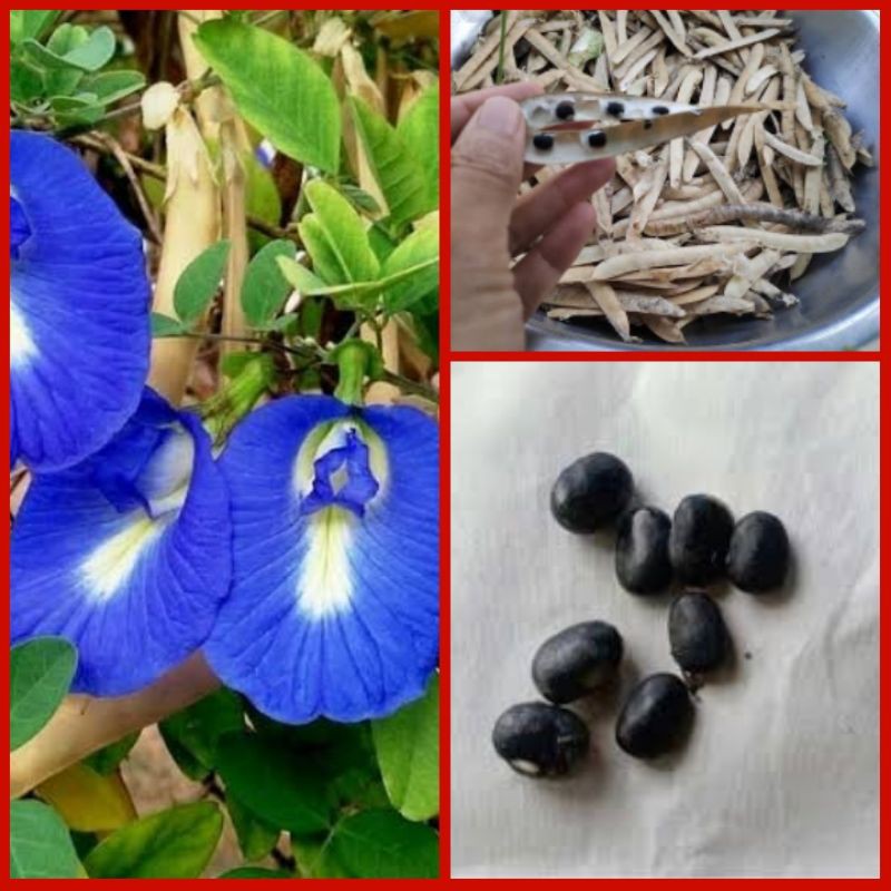 Jual BIJI BENIH BUNGA TELANG BIRU SIAP TANAM ISI 20 BIJI | Shopee Indonesia