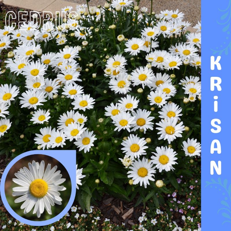 Jual KRISAN MOON (isi-3) - Benih Chrysanthemum Daisy - Bibit Biji Bunga ...