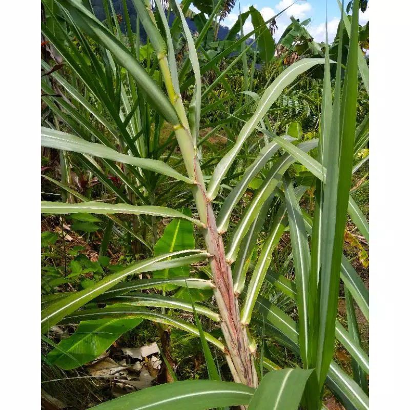 Jual bibit terubuk telor tebu 10 batang | Shopee Indonesia