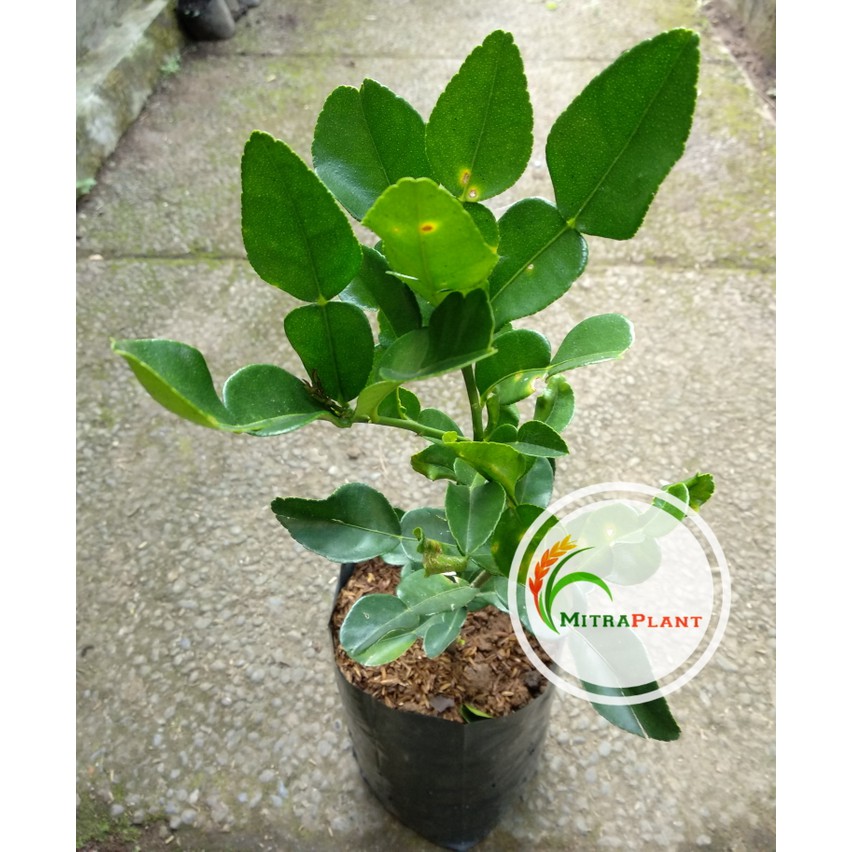 Jual A+ Bibit Pohon Buah Jeruk Purut - Tanaman Daun Jeruk Purut ...
