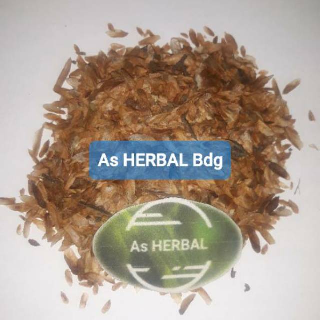 Jual Benih biji pohon suren pohon surian per paket | Shopee Indonesia