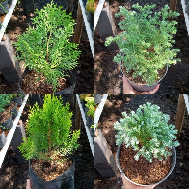 Jual tanaman hias cemara embun , lilin , kipas , perak biru (blueden ...