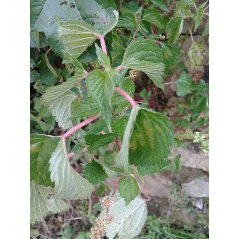 Jual Daun jelatang atau daun pulus daun gatal 1 kg | Shopee Indonesia