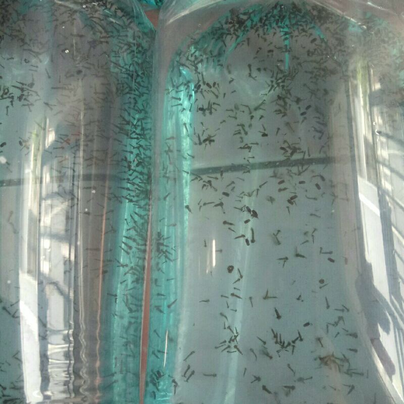 Jual Encu/jentik nyamuk/ncu | Shopee Indonesia