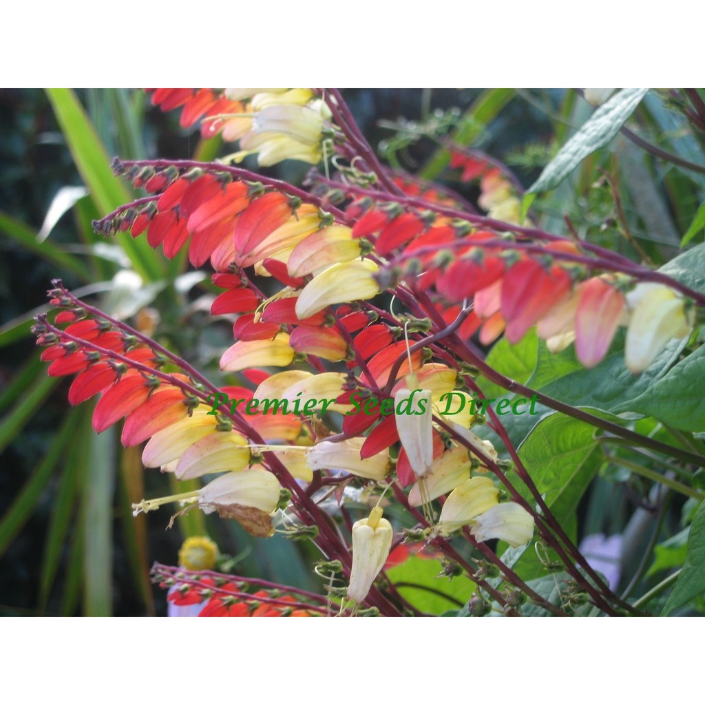 Jual Mina lobata Jungle Queen 2 Biji (Benih Biji Bibit Tanaman Bunga ...