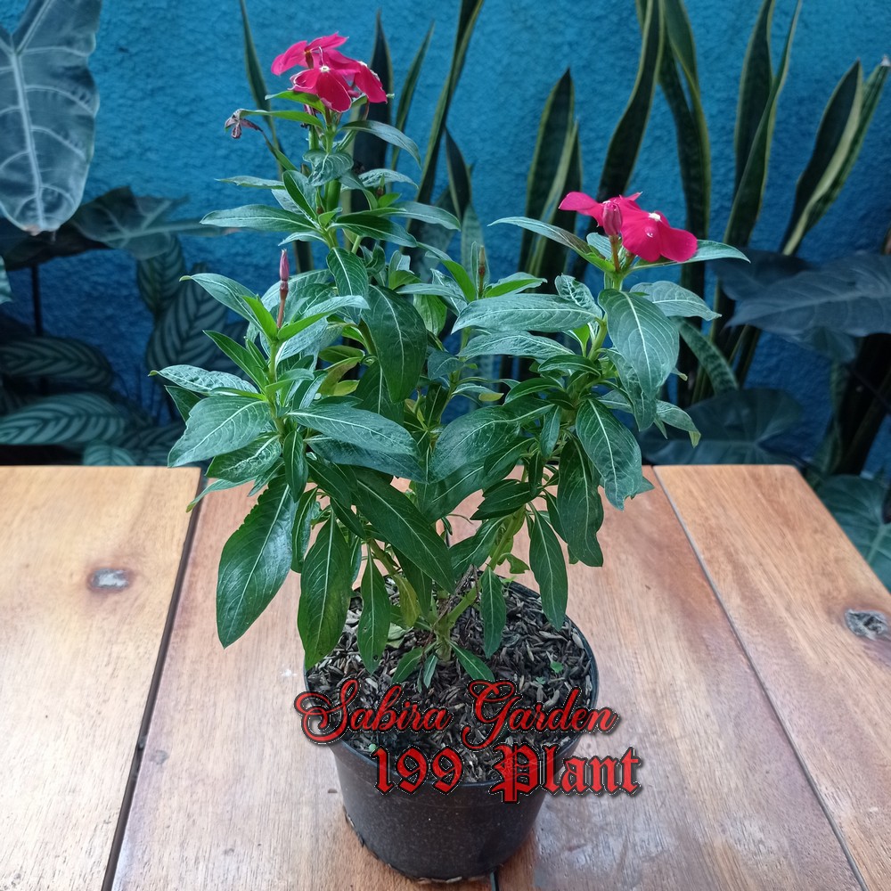 Jual Tanaman Hias Bunga Tapak Dara / Vinca merah (Catharanthus roseus ...