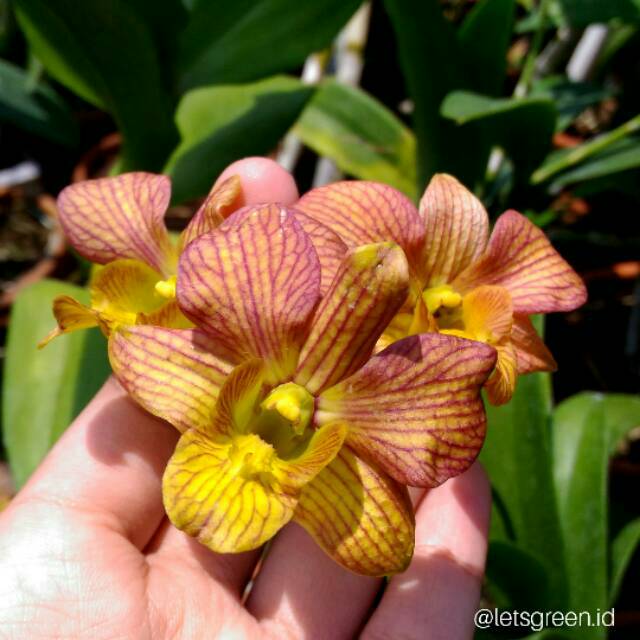 Jual Anggrek Dendrobium Jeklin Stripe | Shopee Indonesia