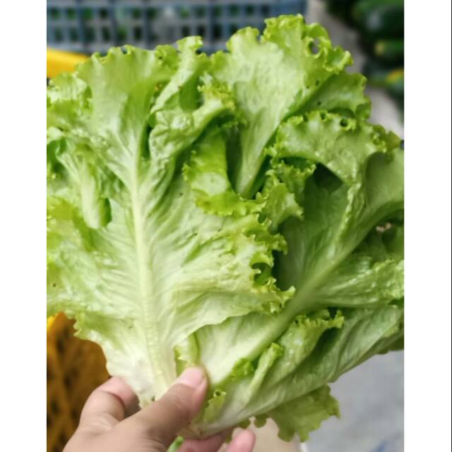 Jual Selada bokor selada keriting kriting 1kg | Shopee Indonesia