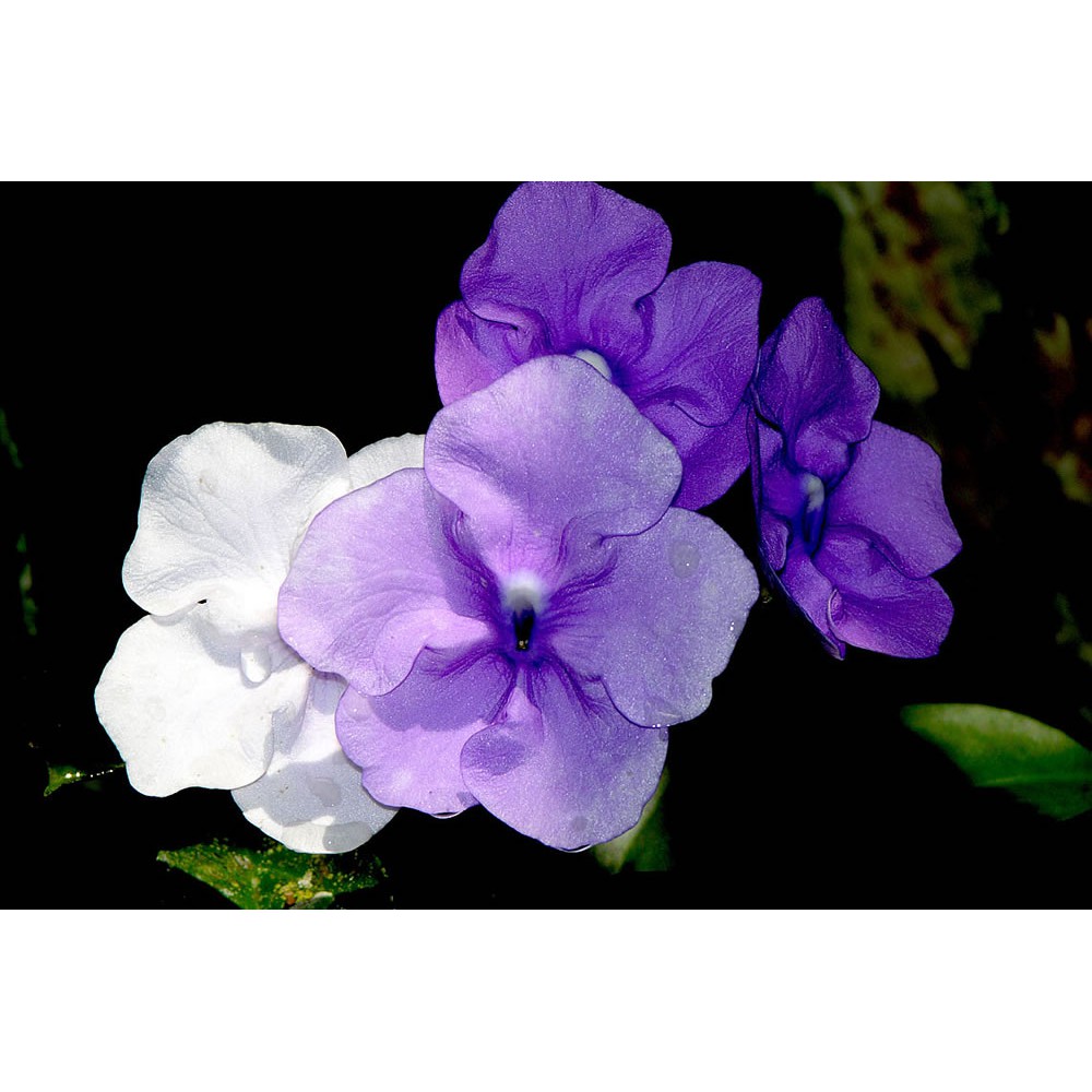 Jual Tanaman Bunga Manaca - Liventoni - Melati Costa pohon hidup ...