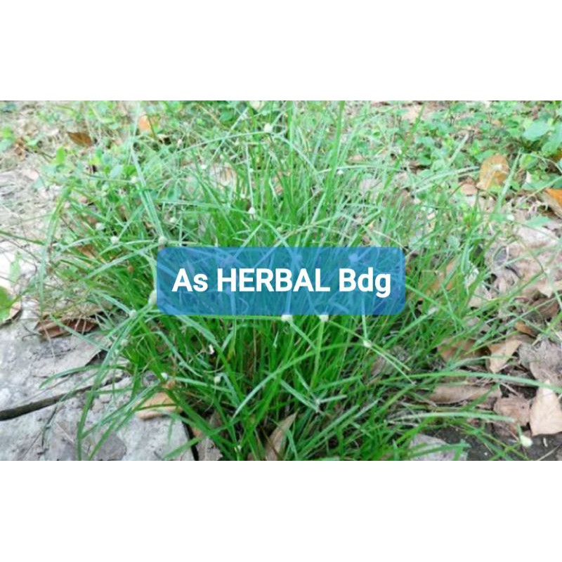 Jual Daun rumput pendul tanaman pendul 250 gram-az | Shopee Indonesia