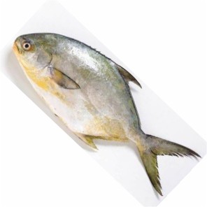 Jual Ikan Kuwe / 1000gr #Ikan#Segar#Online#Bandung#Cimahi | Shopee ...