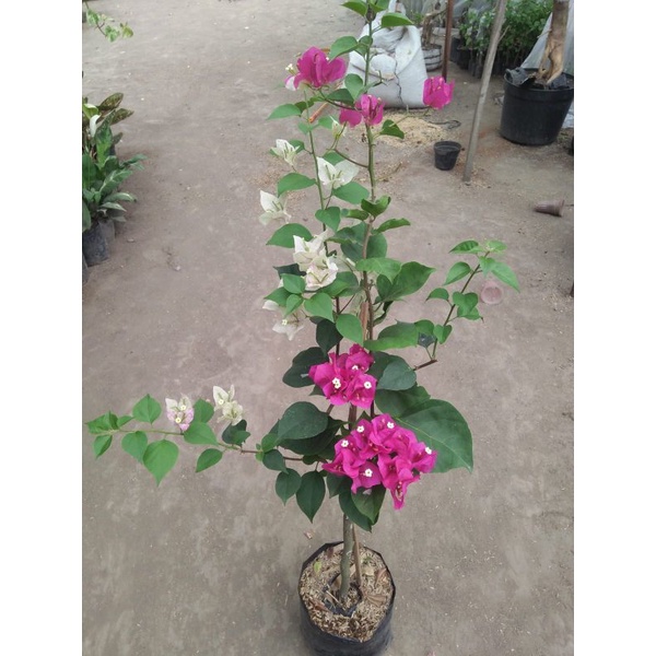 Jual bogenvile citra india,wajid alisha sambungan | Shopee Indonesia