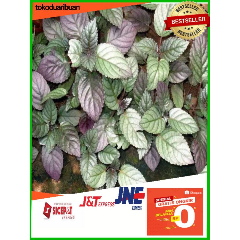 Jual Tanaman Herbal Ari Remek Daging/ sambung getih ( BELI 5 GRATIS 1 ...