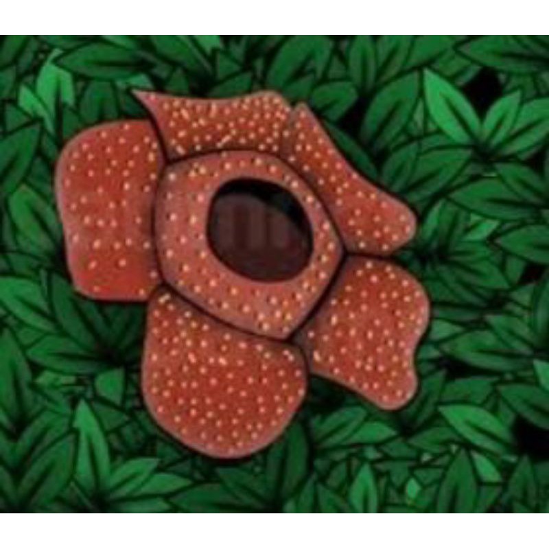 Jual Tenun Motif Bunga Rafflesia Arnold Tenun Blanket Tenun Unik Tenun ...