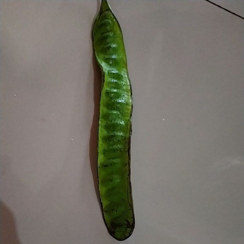 Jual Petai isi 4 ikat spsial | Shopee Indonesia
