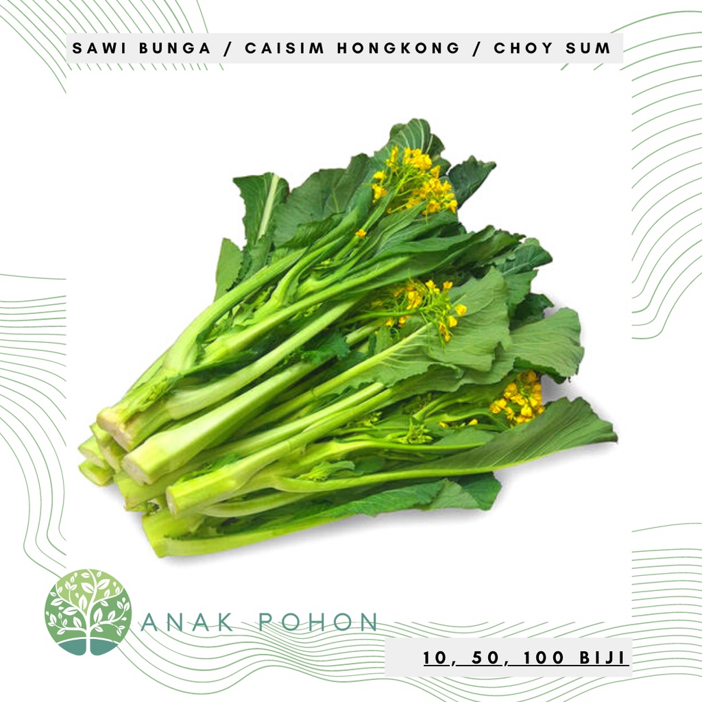 Jual Benih Bibit Biji - Sawi Bunga Choy Sum Caisim Hongkong Seeds ...
