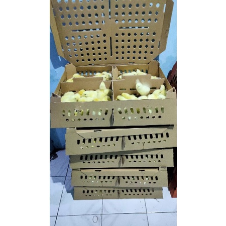 Jual DOC broiler tetasan pabrik ||harga perbox | Shopee Indonesia