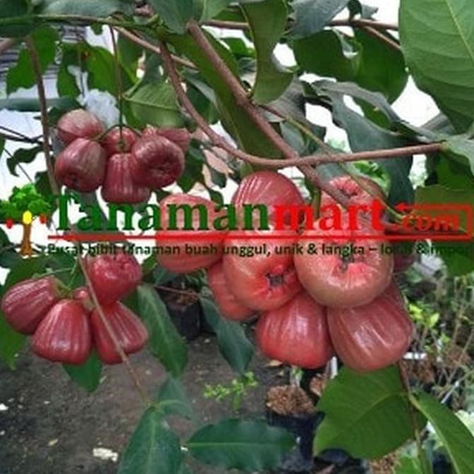 Jual pusat-benih-terlengkap-. bibit jambu air dalhari -se-shopee ...