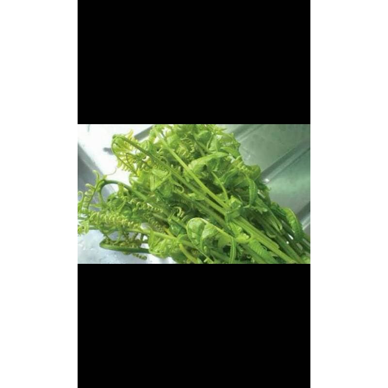 Jual Daun Pakis / Paku Segar sayuran langka tanaman obat | Shopee Indonesia
