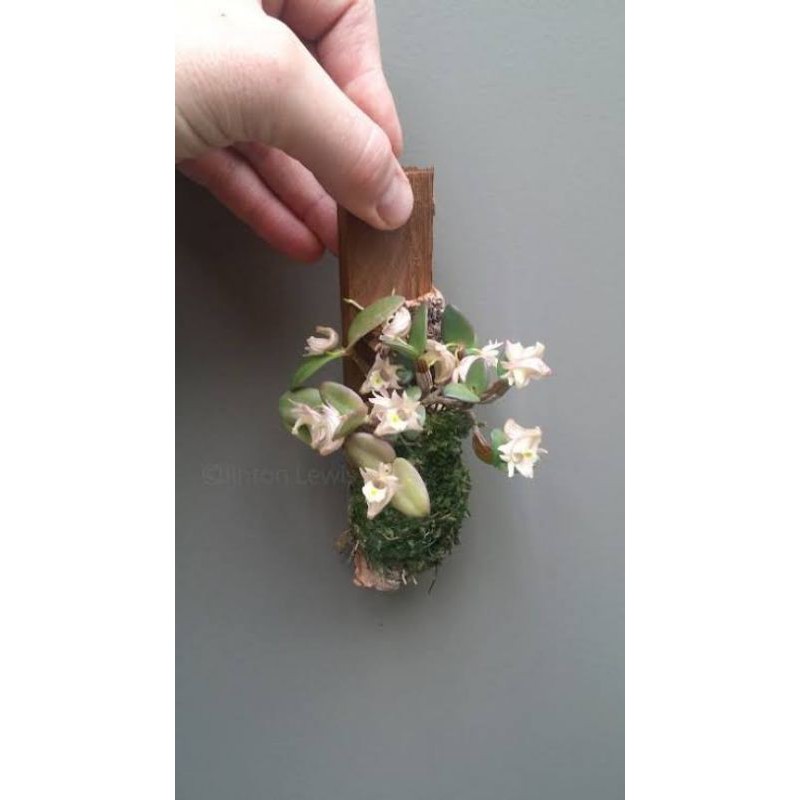 Jual anggrek spesies mini unik dendrobium pachyphyllum dewasa | Shopee ...