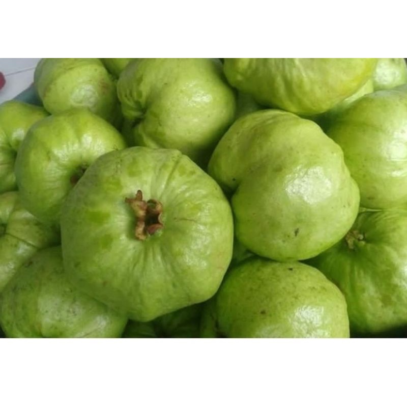 Jual JAMBU KRISTAL 1KG/BUAH JAMBU KRISTAL FRESH | Shopee Indonesia