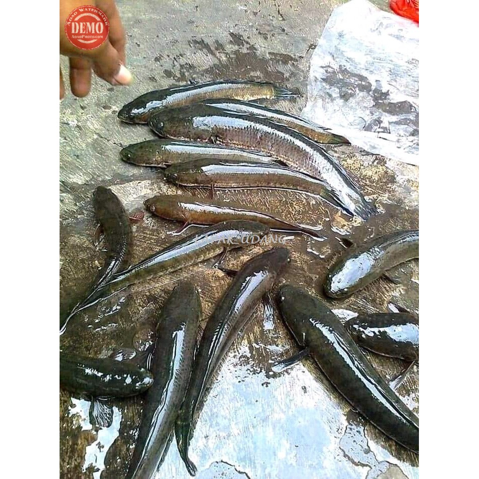 Jual Ikan Gabus Hidup Ikan Air Tawar Kualitas SEGAR | Shopee Indonesia