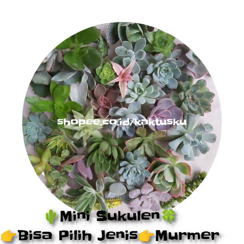 Jual KAKTUS SUKULEN_ Pilih Jenis Mini Sukulen Hiasan Murmer | Shopee ...