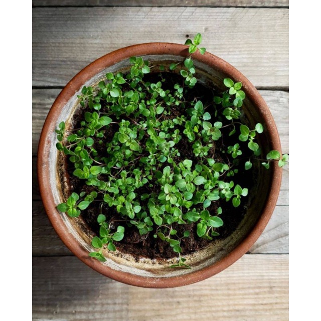 Jual Bibit Herbal daun Timi / Daun mini tymi temi tami / Thymus ...
