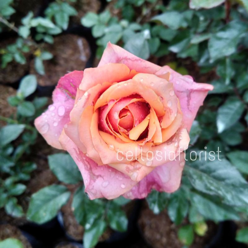 Jual Tanaman Hias Aneka Bunga Mawar Holland Berbunga (Bisa Pilih Warna ...