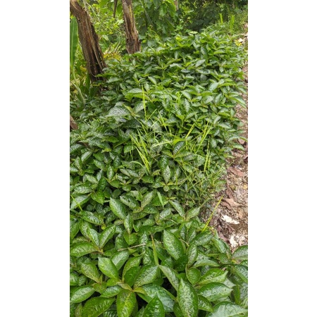 Jual KEJI BELING DAUN KEJI BELING FRESH 100 GRAM | Shopee Indonesia
