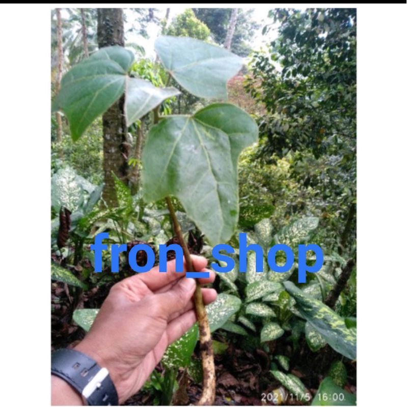 Jual POHON KEMIRI | BIBIT KEMIRI | POHON TANAMAN MUNCANG | Shopee Indonesia
