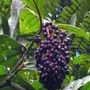 Jual Bibit Tanaman Jenitri Atau Genitri Kualitas Super Harga Terjangkau ...