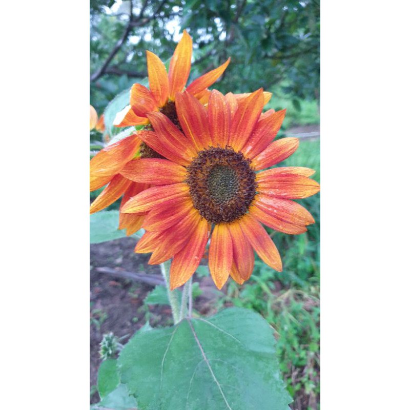 Jual Benih Bunga Matahari Merah / Red Sunflower 20 biji, Refugia ...