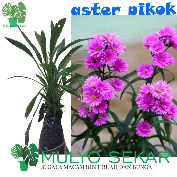 Jual Bibit Tanaman Hias Bunga Aster Peacock /Aster Pikok Berbunga Bisa ...