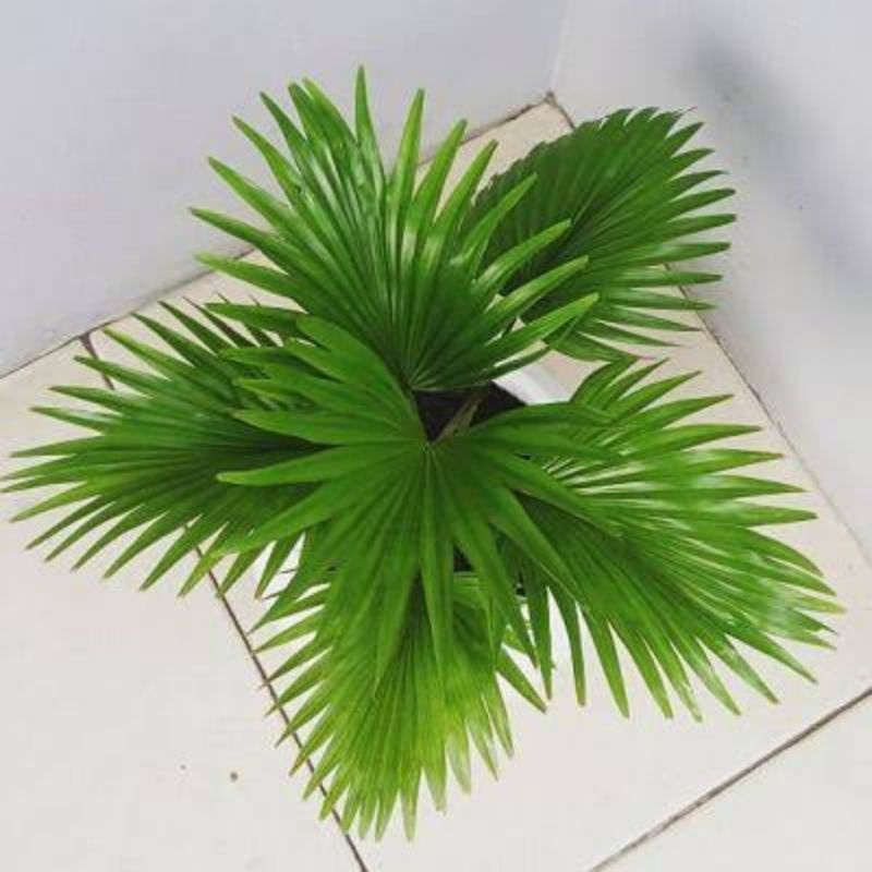 Jual Tanaman Palem Sadeng hijau ( Tanaman hias hidup palem Sadeng ...